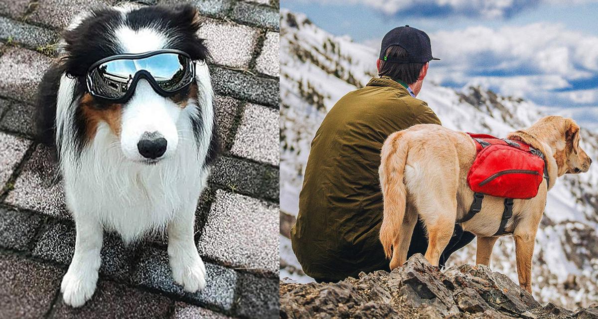 37 Problem-Solving Products For Every Pet Owner - 22 Words