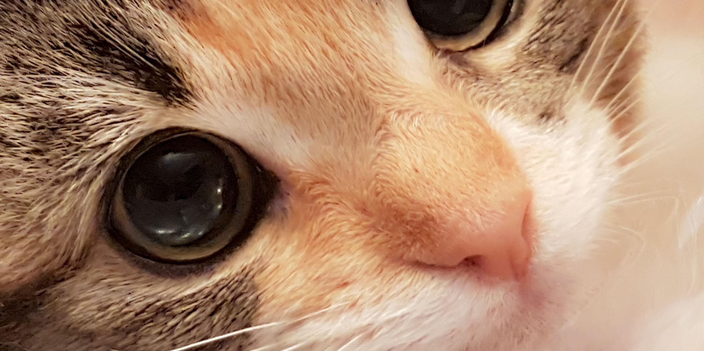 Cat Scratching Post That Doubles as a Side Table Is as Pretty as It Is ...