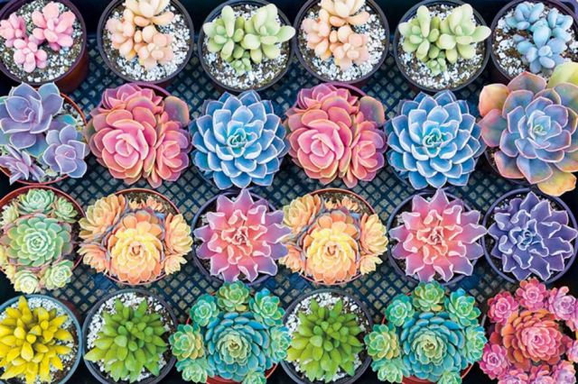 The Most Beautiful Puzzles on Earth - 22 Words