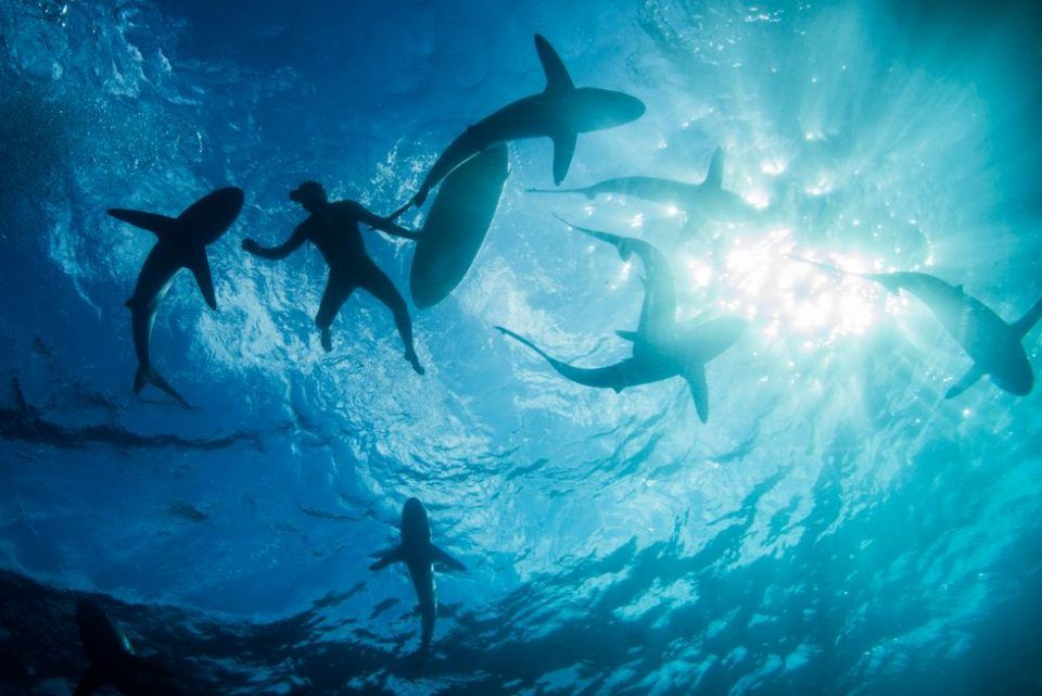 People Spot Haunting Image After Teen Jumps Off Cruise Ship Into Shark ...