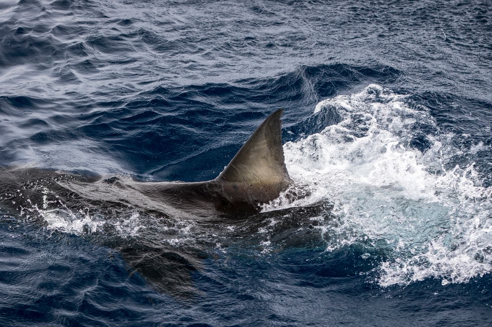 Second Woman Killed In Shark Attack Off Red Sea Coast