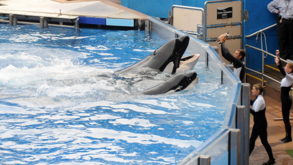 Horrifying Moment Orca Came To Viewing Window With Dead SeaWorld ...