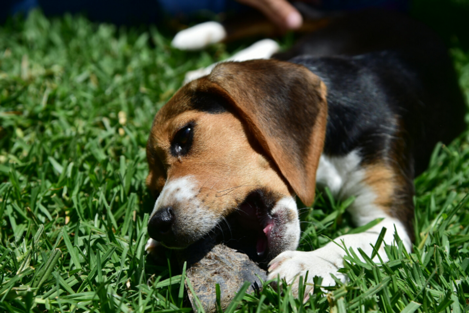 The 10 Commandments From a Dog's Perspective Will Break Your Heart - 22 ...