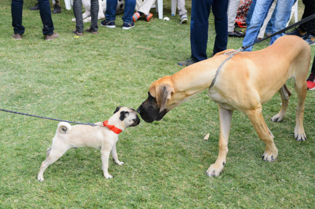 The 10 Commandments From a Dog's Perspective Will Break Your Heart - 22 ...