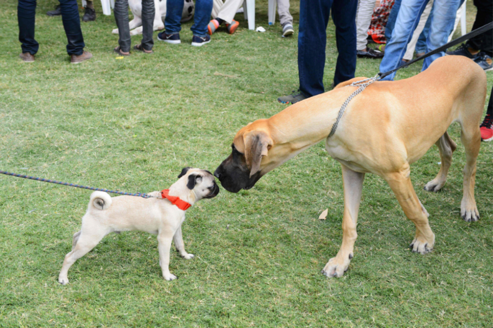 The 10 Commandments From a Dog's Perspective Will Break Your Heart - 22 ...