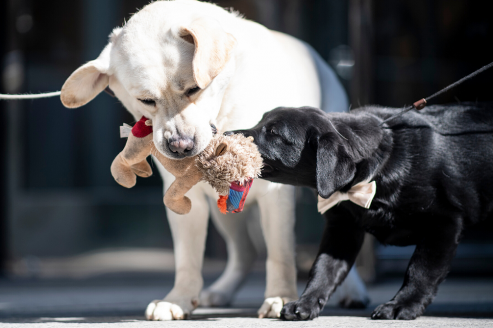 The 10 Commandments From a Dog's Perspective Will Break Your Heart - 22 ...