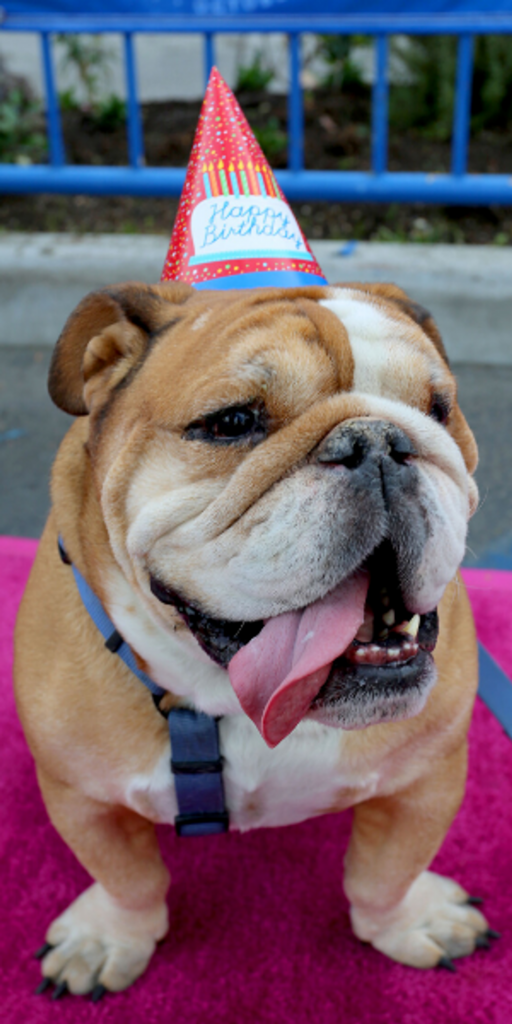 The 10 Commandments From a Dog's Perspective Will Break Your Heart - 22 ...