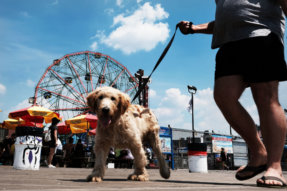 The 10 Commandments From a Dog's Perspective Will Break Your Heart - 22 ...