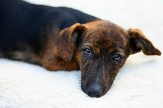 The 10 Commandments From a Dog's Perspective Will Break Your Heart - 22 ...