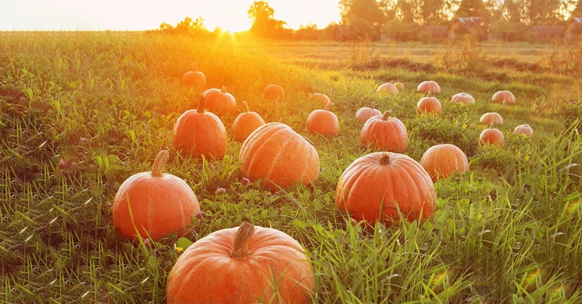 Everyone is Raving About These 37 Amazing Amazon Finds Cool Gadgets ...