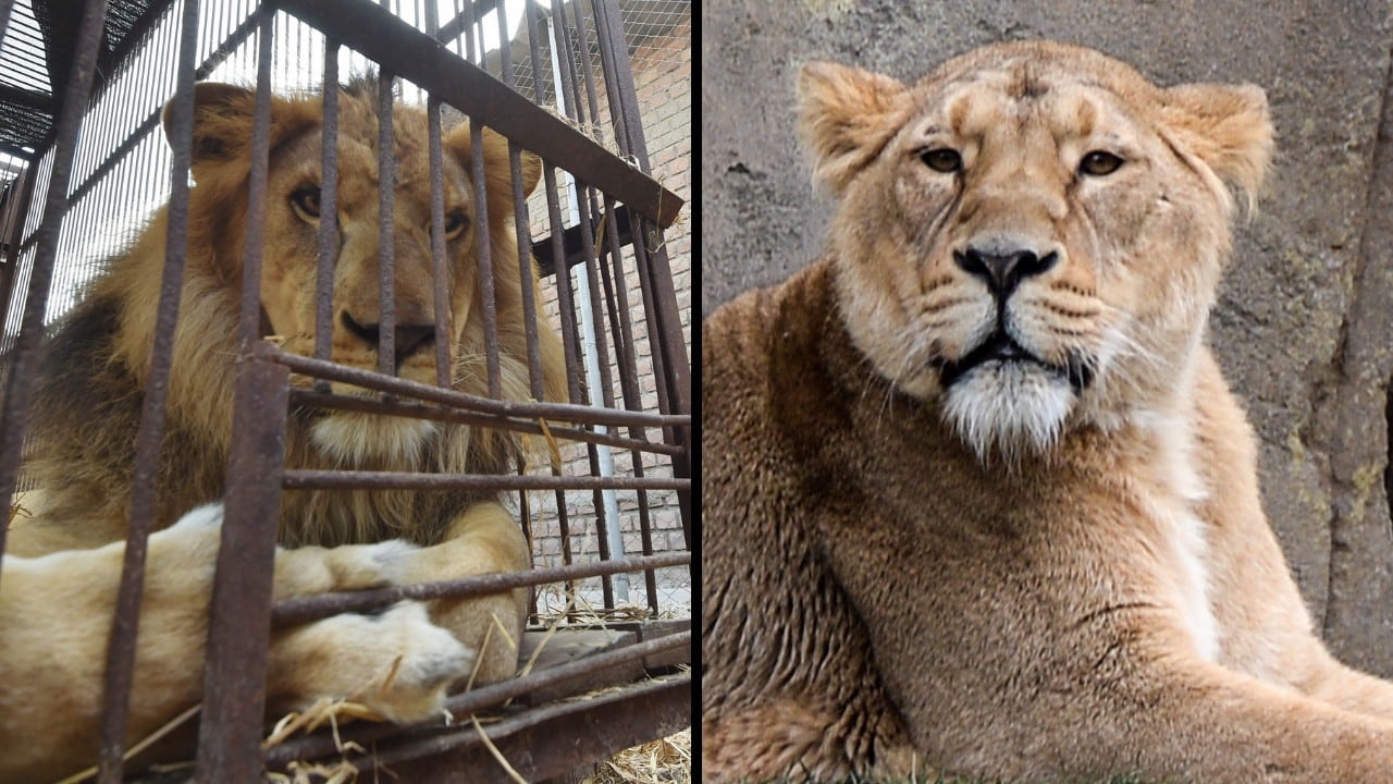 Army Veterans Rescue Nine Lions Facing Starvation at Ukrainian Zoo