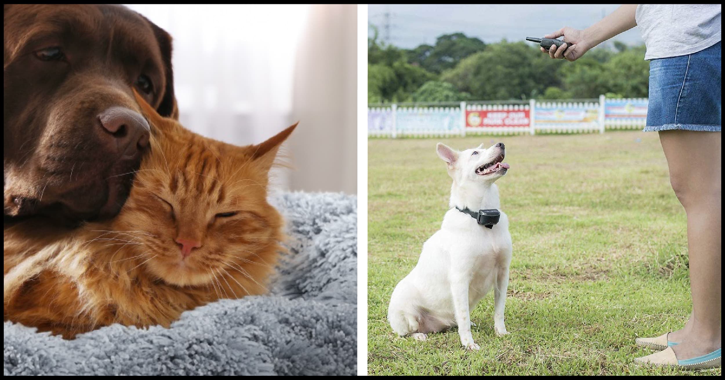 A Pet Parent's Guide to a Happy Fur Baby Cool Gadgets - 22 Words