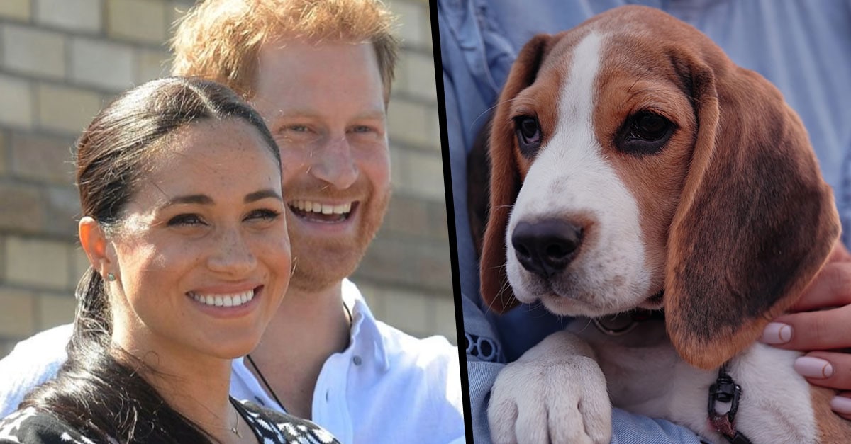 Prince Harry and Meghan Markle Adopt Dog From Animal Testing Center