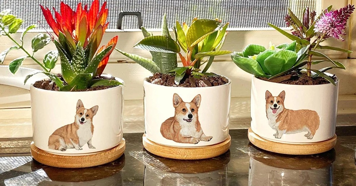 Amazon Products for Corgi Lovers, Inspired by the Queen's Favorite ...