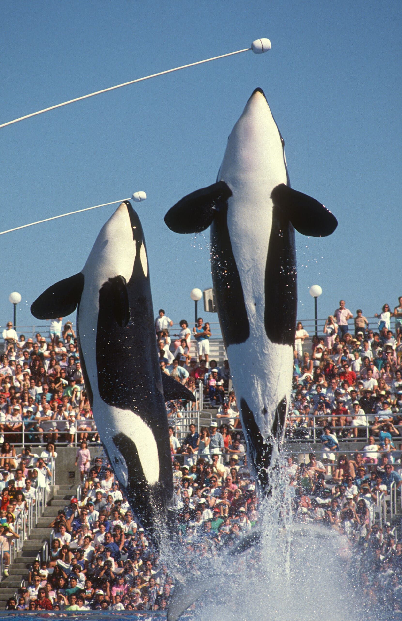 Horrifying Moment Orca Came To Viewing Window With Dead SeaWorld ...