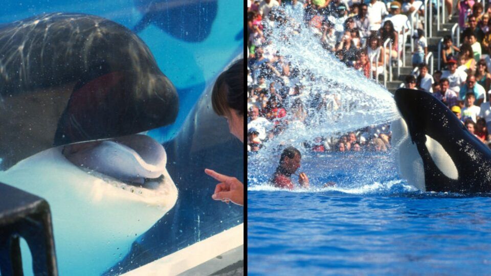Horrifying Moment Orca Came To Viewing Window With Dead SeaWorld ...
