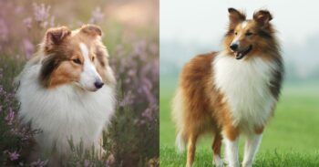 Man Who Spent $14K To Transform Himself Into Collie Steps Out For First ...