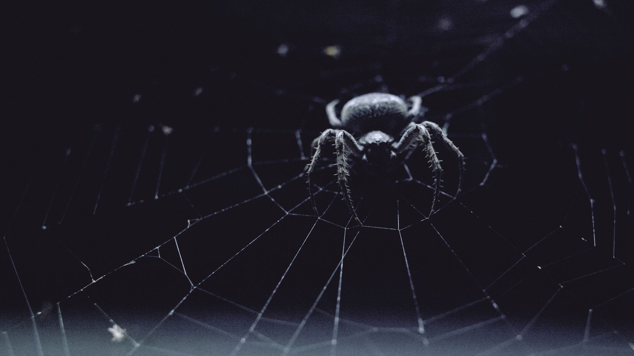 The Largest Male Specimen of the World’s Most Venomous Spider Found ...