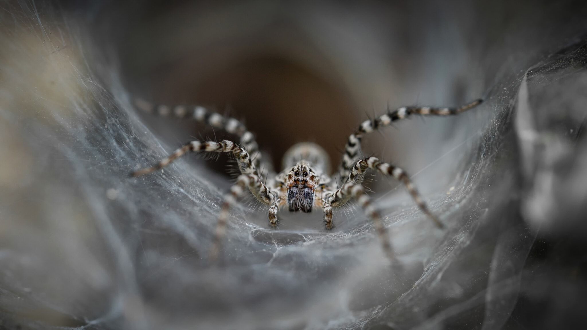 The Largest Male Specimen of the World’s Most Venomous Spider Found ...