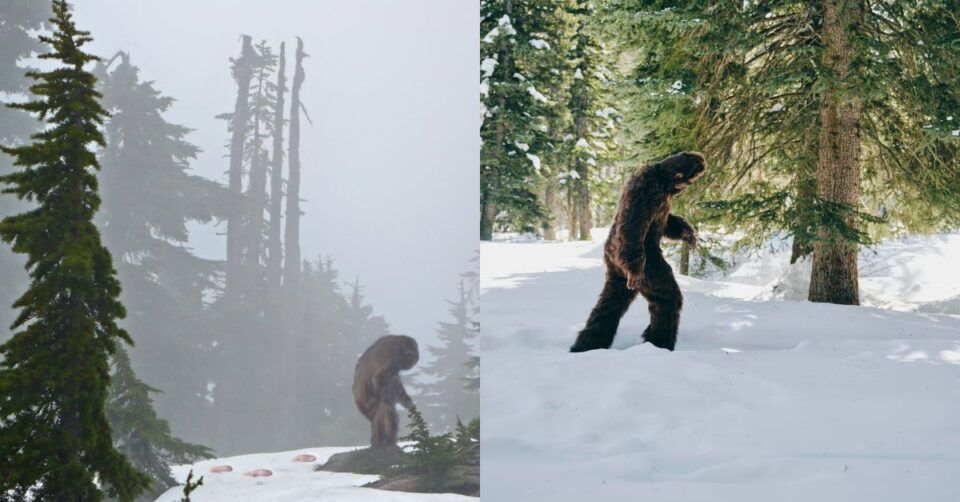 Clear Video Of Bigfoot Sighting In Colorado Shows 'Sasquatch' Hiking Up ...