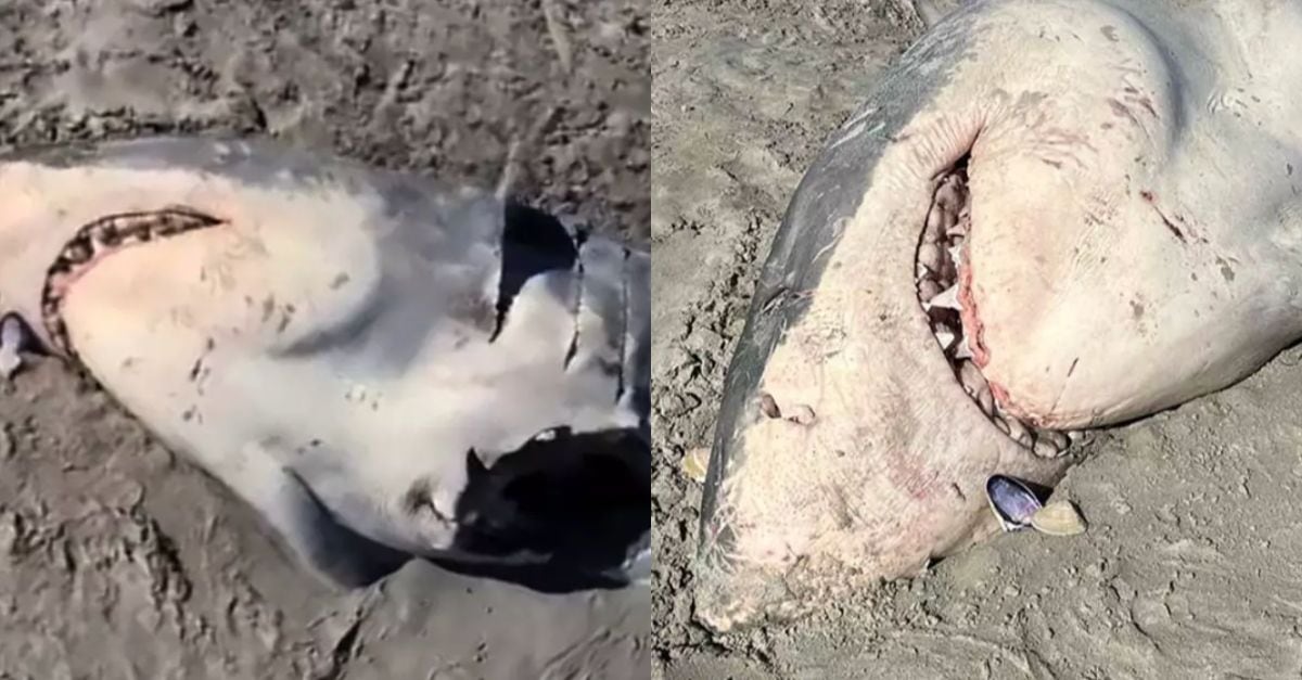 Beachgoers Horrified After Half-Eaten Great White Shark Washes Up On Beach