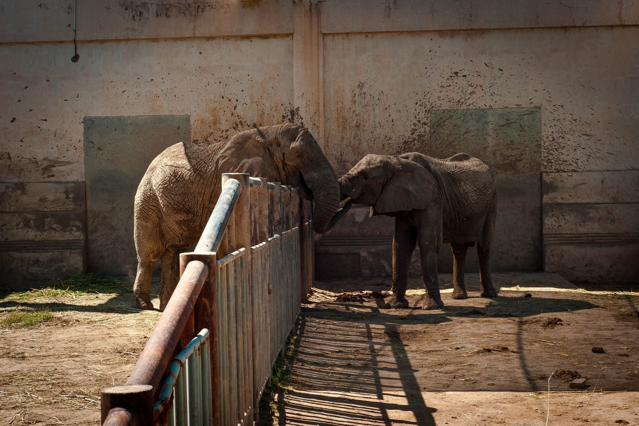 'Mali', The "World's Saddest Elephant" Dies After Four Decades In Captivity Animal News - 22 Words