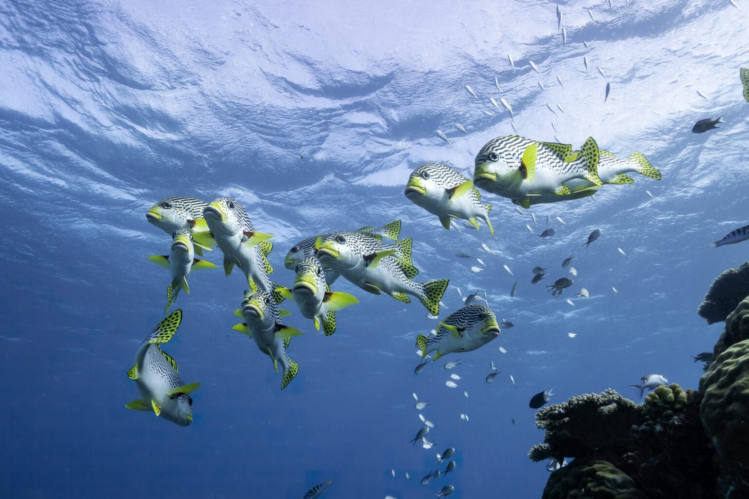 Fish Contaminated: 'Forever Chemicals' Go Unwarned Trending News - 22 Words