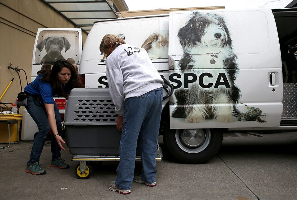 SPCA Shelter Clears Kennels After 47 Years – "A Historic Moment ...