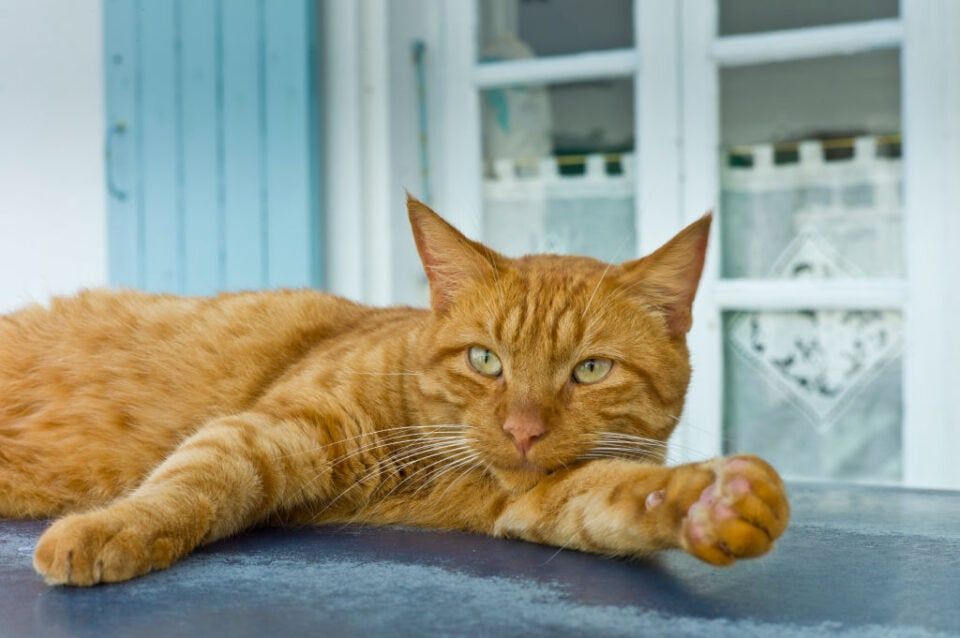 Taters the Orange Tabby Captures Hearts in Historic Deep Space Laser ...