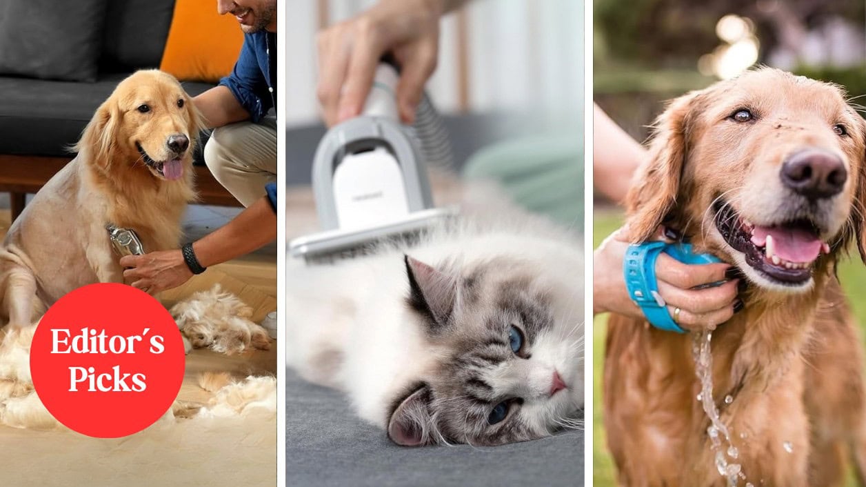 The Best Affordable Pet Grooming Tools on Amazon, Tested & Reviewed ...