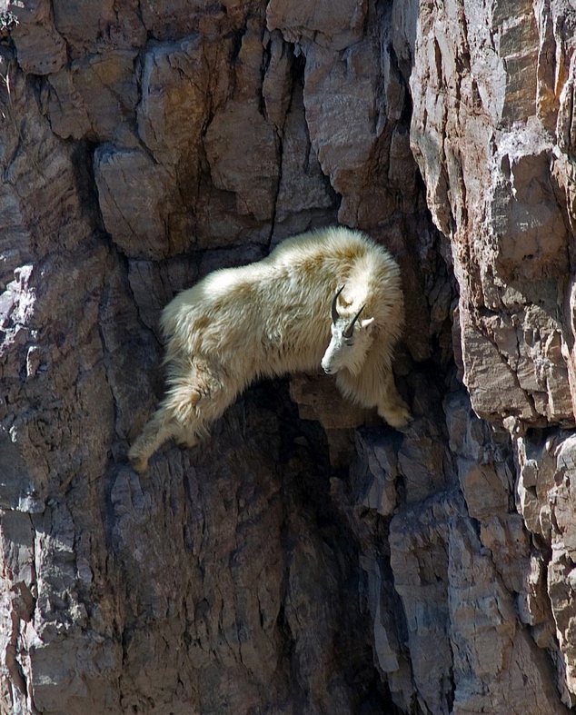 Mountain Goat (Oreamnos americanus) in Glacier National Park, Montana ...